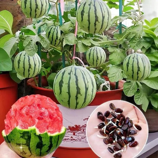Ruby Watermelon Seeds – UGA MARKET